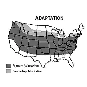 Outsidepride Alfalfa Forage Legume Seed for Pastures, Hay, & Livestock - 5 LBS