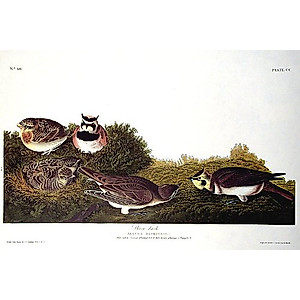 Shore Lark. From"The Birds of America" (Amsterdam Edition)