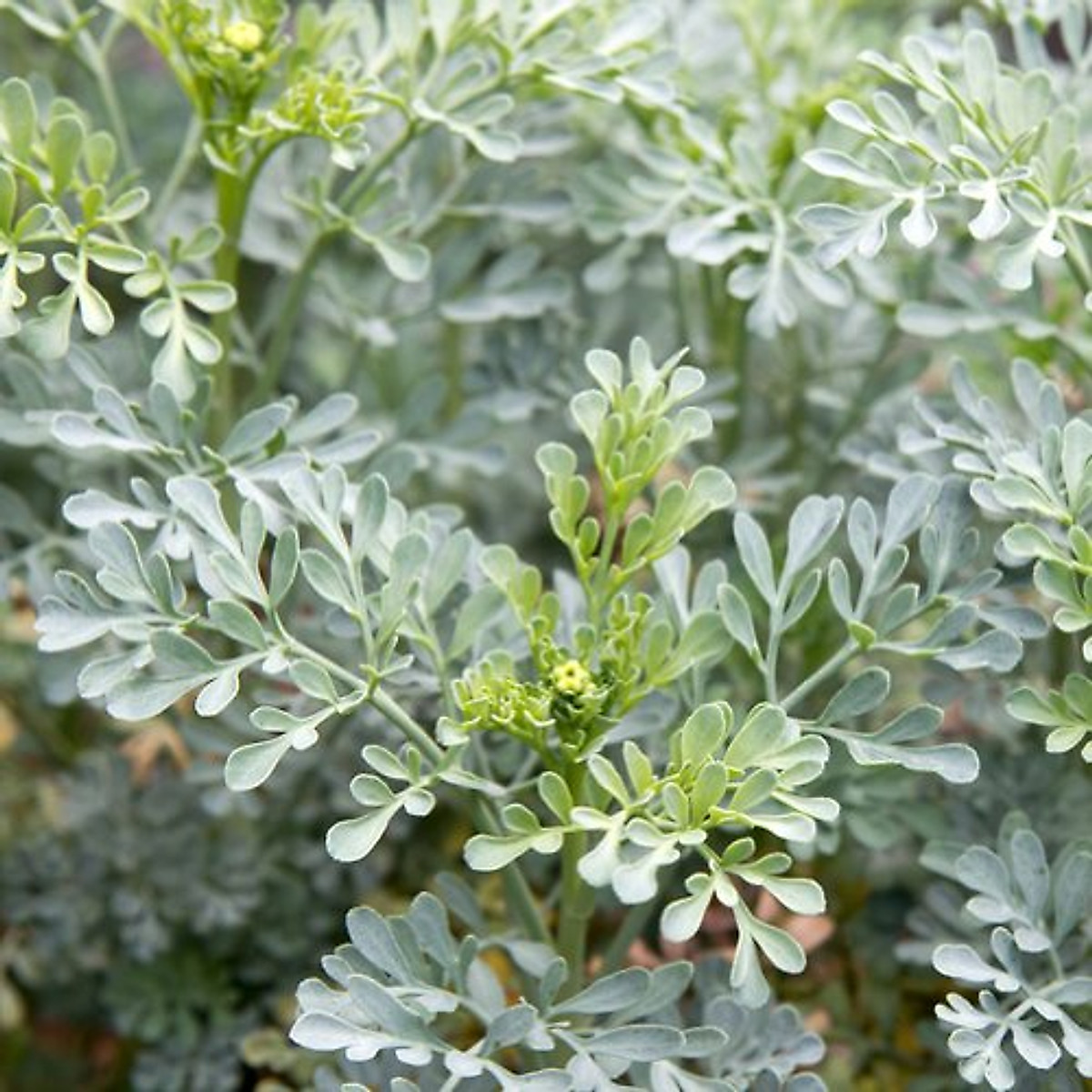 Earthcare Seeds Rue 150 Seeds (Ruta Graveolens) Heirloom - Non GMO - Open Pollinated