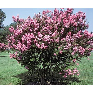 Large HOPI Crape Myrtle, 2-4ft Tall When Shipped, Matures 8-10ft, 1 Tree, Beautiful Bright Pink, (Shipped Well Rooted in Pots with Soil)