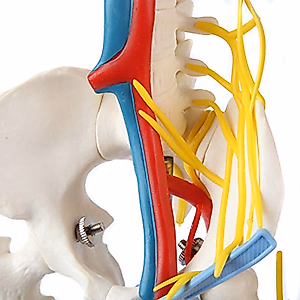 Anatomy Lab 33" Human Skeleton Model with Nerves, Veins and Arteries, Removable Skull Cap, and Articulated Mandible - Includes Display Stand, Worry Free Warranty, Perfect for Doctors, Students & Study