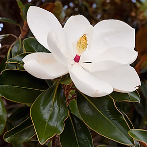 QAUZUY GARDEN 5 Southern Magnolia (Magnolia Grandiflora) Bull Bay Seeds | Non-GMO Heirloom Seed & Attract Pollinators | Striking Perennial Garden Container Bonsai Tree Shrub Plant