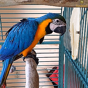 SunGrow 4 Pack Cuttlefish Bones for Cockatiels, Turtles, Shrimp, Dog Calcium Supplement, Cuttlebone Cage Holder Included