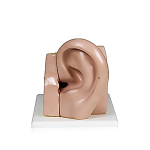 Parco Scientific PB00066-CC3 4X Ear | External, Middle & Inner Ear | 5 Removable Pieces Include Temporal Bone, Auditory Canal, Labyrinth, Tympanic Membrane, Malleus and Incus | W Key & Carrying Case