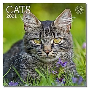 Cats Mini Wall Calendar 2021, 7" x 7"