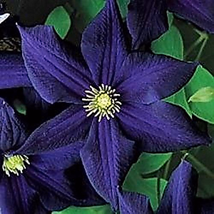 50 Dark Purple Clematis Seeds Bloom Climbing Perennial Flowers Seed Flower Vine Climbing Perennial