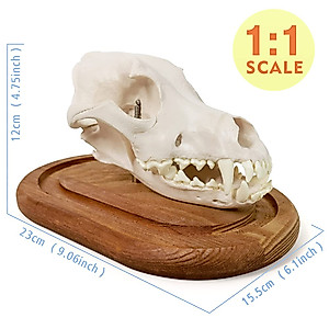 Benilev Dog Skull Anatomy Model, 3 Part Life Size Replica Realistic Animal Head Bone Medical Dog Skull Anatomical Model for Anatomy and Physiology Education Learning Teaching or Display Prop