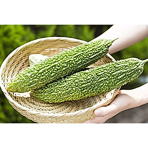 Gaea's Blessing Seeds - Bitter Melon Seeds - Bitter Gourd Heirloom Non-GMO Bittermelon Seeds with Easy to Follow Planting Instructions - 92% Germination Rate (Pack of 1)