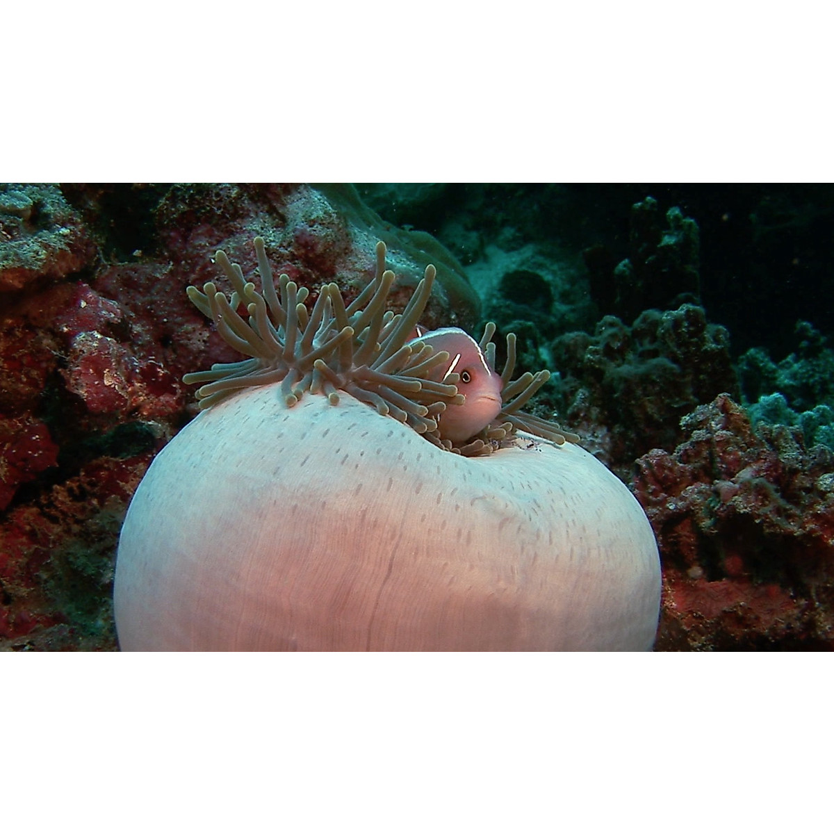 Underwater DVD- The Living Ocean - Relaxing Scenes of the Underwater World