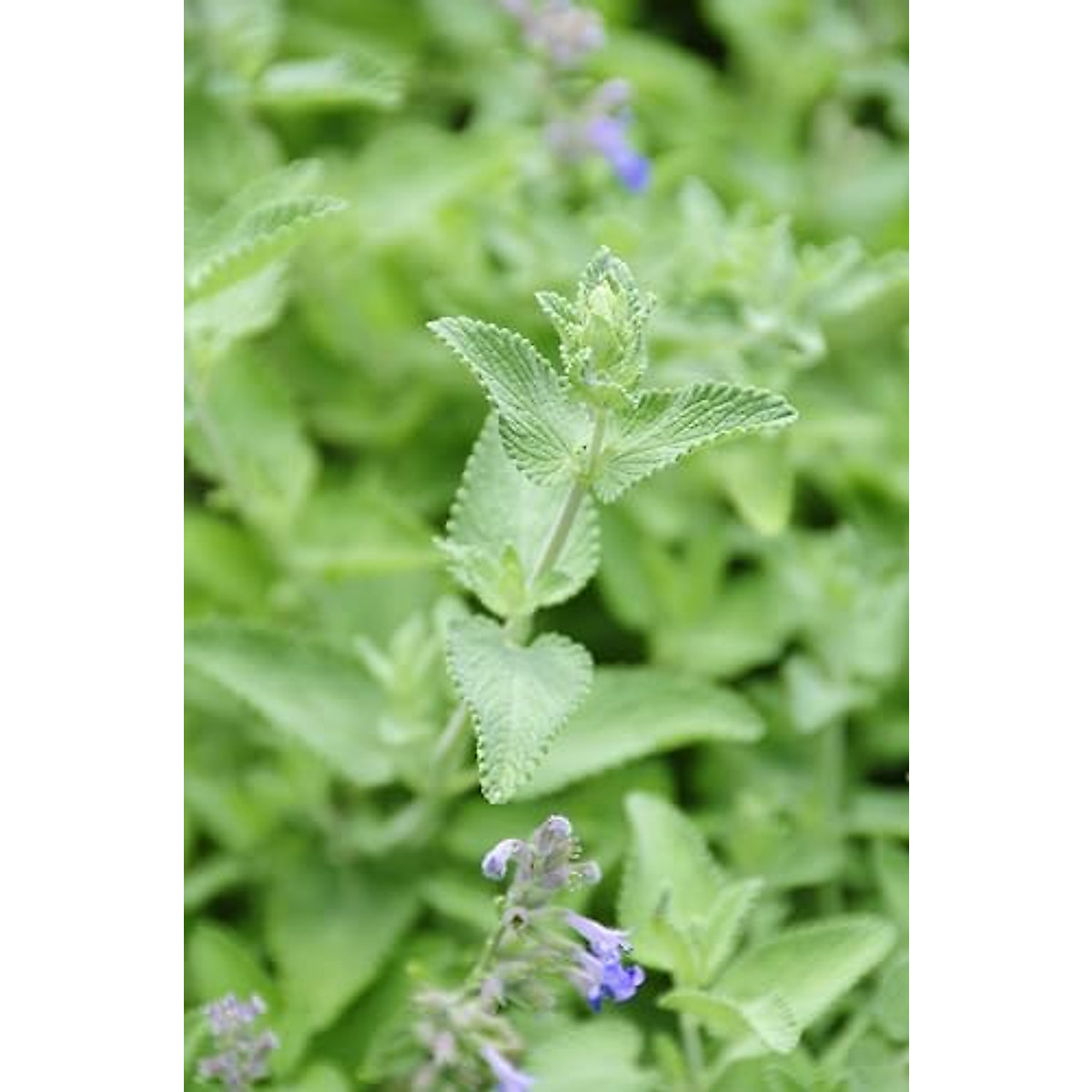 Sow Right Seeds - Catnip Seed for Planting - Popular Herb for Happy Cats - Non-GMO Heirloom Packet with Instructions to Plant and Grow - A Gift for The Cat Lover - Perennial Herb Indoors (1)