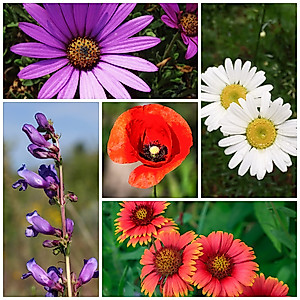 Wildflower Seeds Bulk, 2 Oz. 80,000+ Seeds, Drought-Tolerant Wildflower Mix, 20 Varieties of Drought-Tolerant Wildflower Seeds, Drought-Resistant Wildflower Seeds, Dryland Pollinators Flowers Seeds