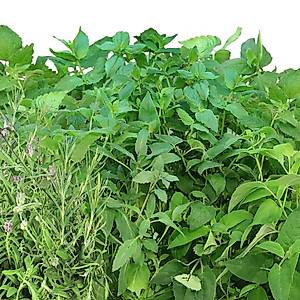 AeroGarden Fresh Tea Seed Kit, 7-Pod