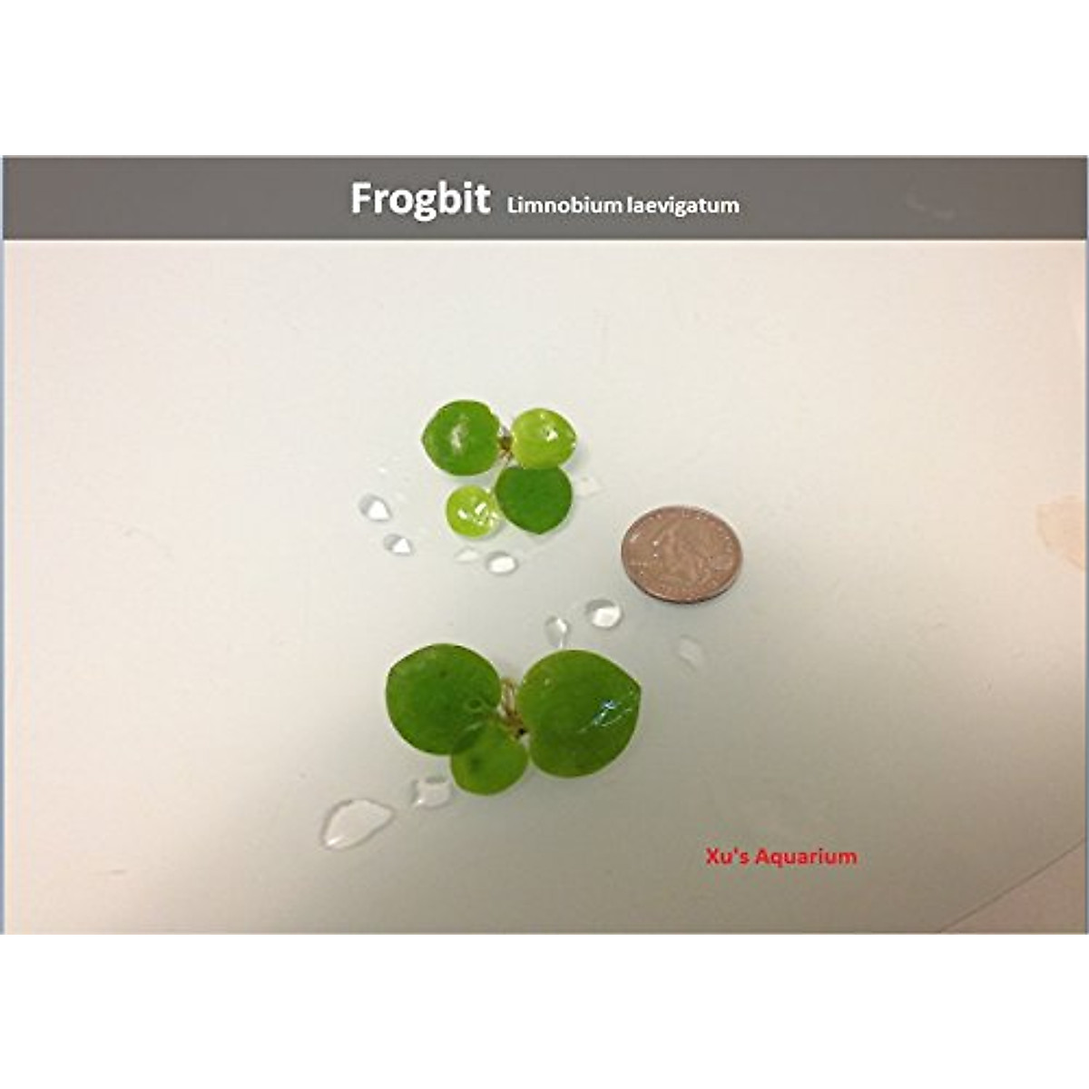 G’z Aquarium Floating Plants Package #1, 12 Amazon Frogbit, 12 Dwarf Water Lettuce, 12 Water Spangles