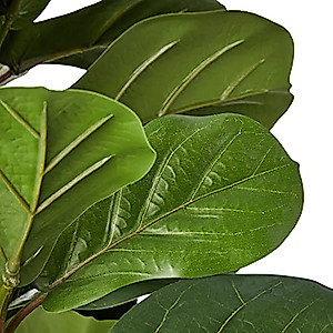 Amazon Brand - Stone & Beam Artificial Fiddle Leaf Fig Tree with Plastic Nursery Pot, 5.2 Feet (62 Inches) / Large, Indoor