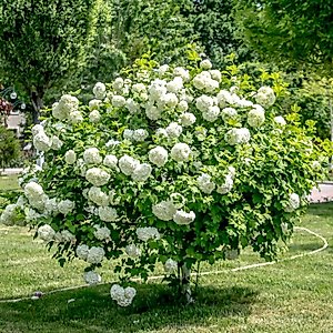 Old Fashion Snowball Viburnum Plant Live, White Snowball Bush Plant from 8 Inc Tall 4 Inc Pot for Planting