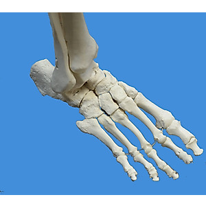 Wellden Medical Anatomical Human Lower Limb Skeleton Model, Life Size