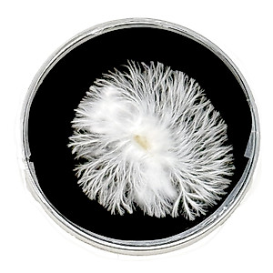 Olympus Myco Malt Yeast Extract Agar Plates with Activated Charcoal (MYA) - 10 Sterile Prepoured Petri Dishes for Mushroom Cultivation & Science Projects - Now with Improved Packaging