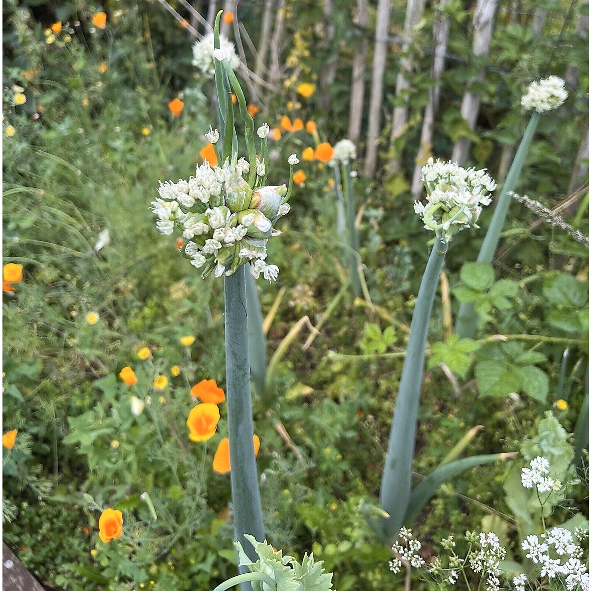 25 Egyptian Walking Onion Bulbs Walking Onion Egyptian Onion Bulbs