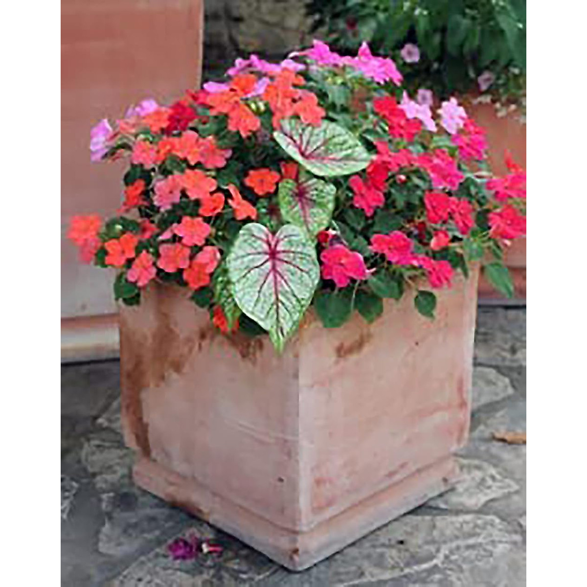 Fancy Leaf Caladium Bulbs - White Christmas - Large Size Root - Elegant White Foliage with Green Veins - Hardy in Zones 9-11 - Perfect for Gardens and Pots