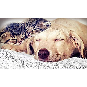 FuzzBall Fluffy Luxe Pet Bed, Calming Donut Cuddler – Machine Washable, Waterproof Base, Anti-Slip (for Small Dogs and Cats up to 25lbs)