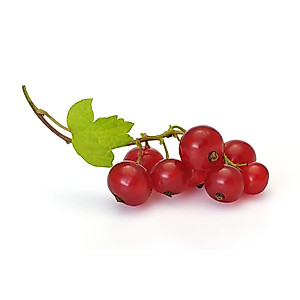 Bobby Courtyard 100 Pcs Red Lake Currant Seeds Currant Ribes Fruit Shrub Seeds - Fruit Tree Plant Seeds for Planting Home Garden