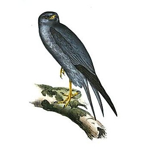 Lead-Coloured Falcon. Falco concolor; (Temm)