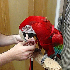 Bird Harness and Leash Kit Adjustable Anti-Bite, Fit for Large Medium Birds, Macaw,Budgerigar, Cockatoo, African Grey, and Reptiles, Lizards（Red Large）