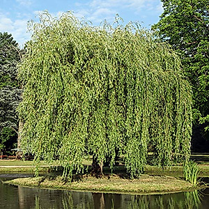 Perfect Plants Weeping Willow Live Plant, 5-6', Includes Care Guide