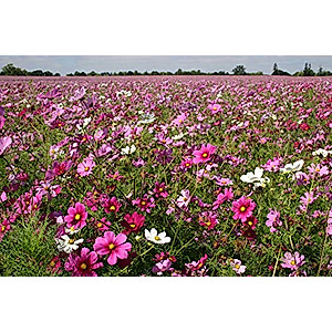"Sensation Mix" Cosmos Flower Seeds for Planting, 100+ Seeds Per Packet, (Isla's Garden Seeds), Non GMO & Heirloom Seeds, Scientific Name: Cosmos bipinnatus, Great Home Flower Garden Gift