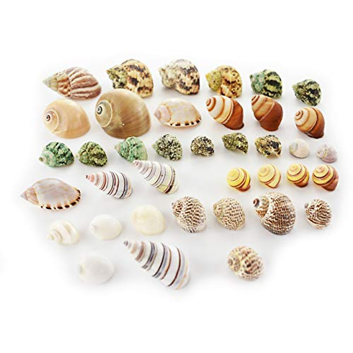 Set of 35 Hermit Crab Shells Assorted Changing Seashells Small 1/2"-2" Size (Opening Size 1/4" - 1") Mega Pack