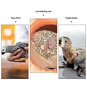 Parrot Chew Toy - Bird Cuttlebone Toys Natural Cuddle Bone Chewing Cuttlefish Bone Calcium Chewing Molar Parrot Trimming Toy for Conures Parakeets Cockatiel Macaw