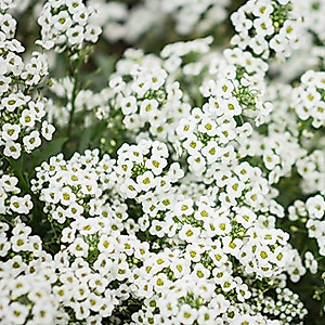 Outsidepride Lobularia Maritima Alyssum Sweet Drought & Heat Tolerant Wild Flowers - 5000 Seeds