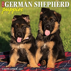 Willow Creek Press German Shepherd Puppies Monthly 2024 Wall Calendar (12" x 12")