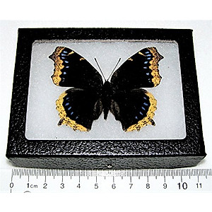 BicBugs Nymphalis antiopa Real Framed Butterfly Mourning Cloak California