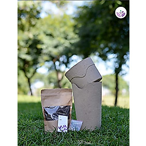 KIRI Biodegradable Tree Urn for Cremated Ashes - Eco Burial Urn. Grow a Living Memory Tree from The Ashes. Tree Seed (Apple Tree)