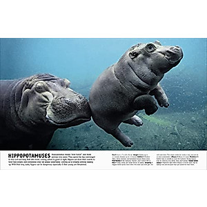 The Animal Book: A Visual Encyclopedia of Life on Earth (DK Our World in Pictures)