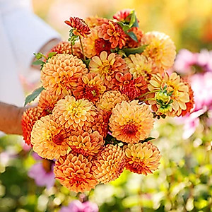 Dahlia Bulbs (Ball) - Bonanza - 8 Bulbs - Orange/Pink Flower Bulbs, Tuber Attracts Bees, Attracts Butterflies, Attracts Pollinators, Easy to Grow & Maintain, Fast Growing, Cut Flower Garden