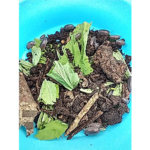 Universal Specialties Bulk Roly Polys Lot of 25 Rolie Polie Live Isopods Little Pet Animal Pill Bugs