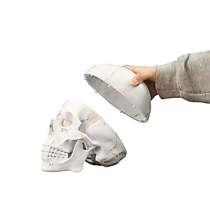 Parco Scientific PB00029 Medical Numbered Human Skull-3 Part | Life Size | from Real Human Skull, Detail Hand Painted Numbering | Sectioned Skullcap | Suture Lines & Full Dentition | Labelled Diagram