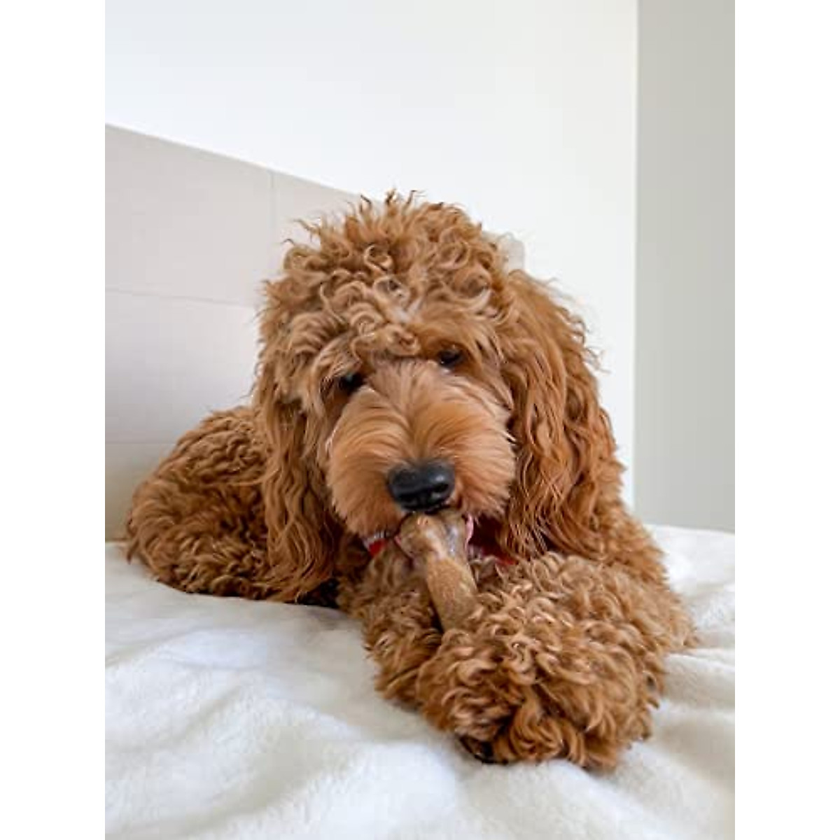 Nylabone Healthy Edibles Natural Dog Chews Long Lasting Bacon Flavor Treats for Dogs, Medium/Wolf (2 Count)