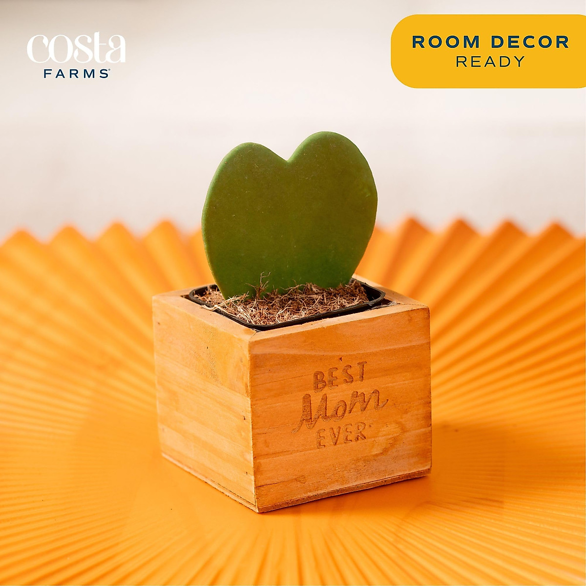 Costa Farms Live Indoor Plant Hoya Heart, Easy to Grow Succulent-Like Houseplant in Cute Decor Planter, Housewarming Gift, Office or Room Decor, 5-Inches Tall