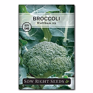 Sow Right Seeds - Broccoli Seed Collection for Planting - Individual Packets Broccoli Di Ciccio, Romanesco, and Waltham 29 Non-GMO Heirloom Seeds to Plant an Outdoor Home Vegetable Garden