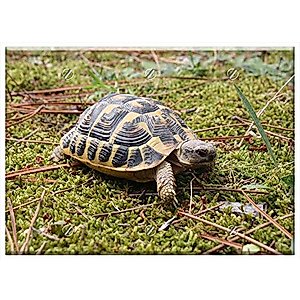 Triple Blank Wall Plate Cover - Turtle Nature Animal Carapace Little Turtle
