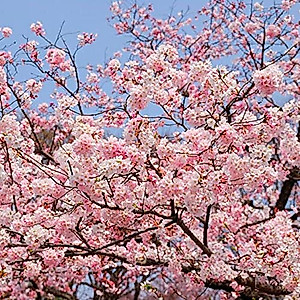 35+ Pcs Bonsai Tree Japanese Sakura Seeds, Rare Japanese Cherry Blossoms Flowers Seeds for Planting, Pink Prunus Serrulata Seeds SB0