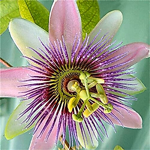 Seeds Of Strength 50pcs Passion Flower Seeds Garden Rare Passiflora Incarnata Potted Plants Seeds
