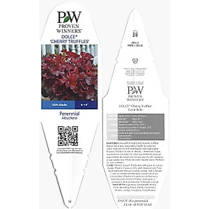 Proven Winners HEUPWP2147800 Dolce Cherry Truffles Coral Bells Live Plant, 4.5 in. Quart, Red Foliage