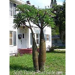 Indoor Bonsai, MADAGASCAR PALM, 6 Years Old, Flowers, Broom Style.