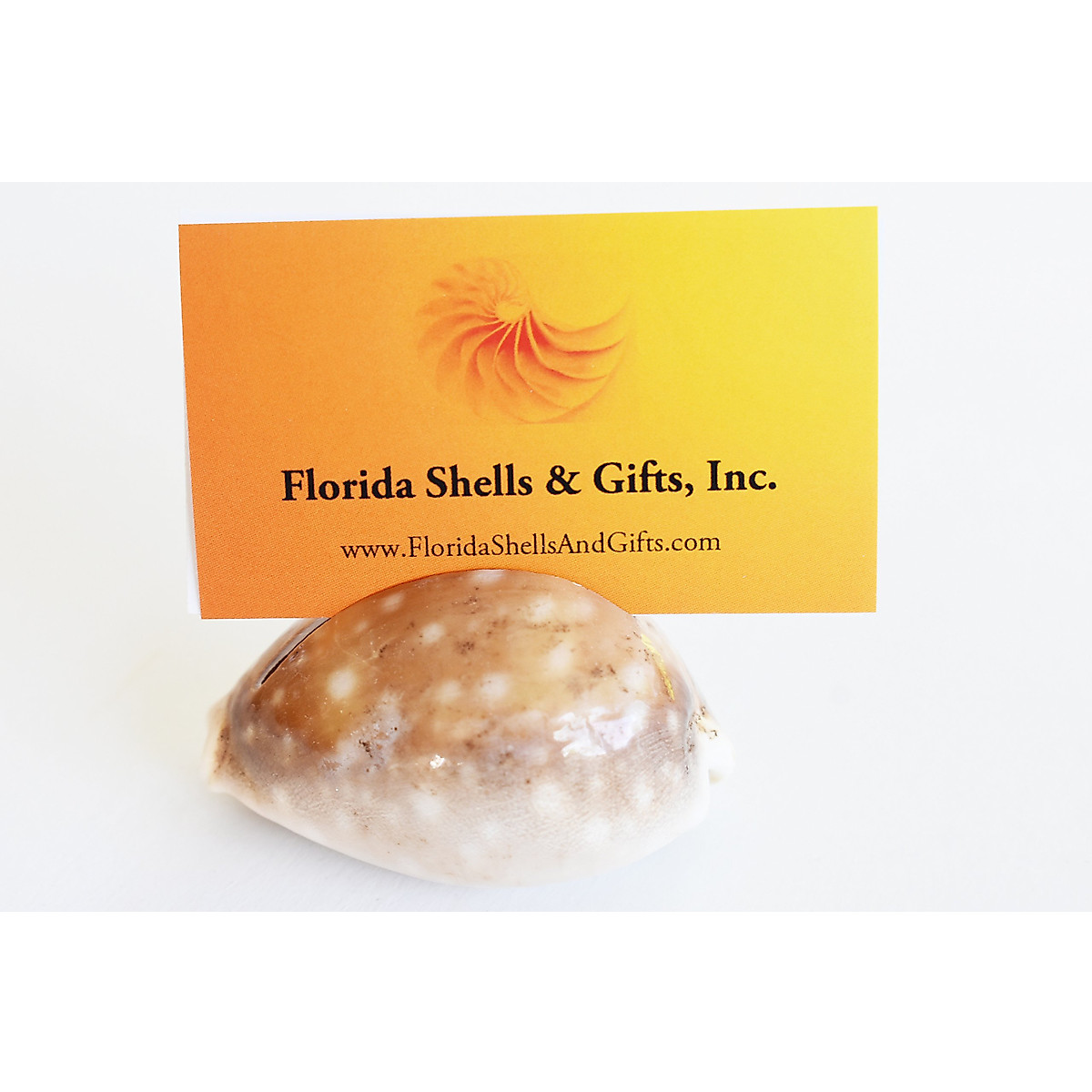 Set of 6 Genuine Seashell Place Card Holders Beach Wedding Favor Nautical Party Decor Sea Shell Table Sets