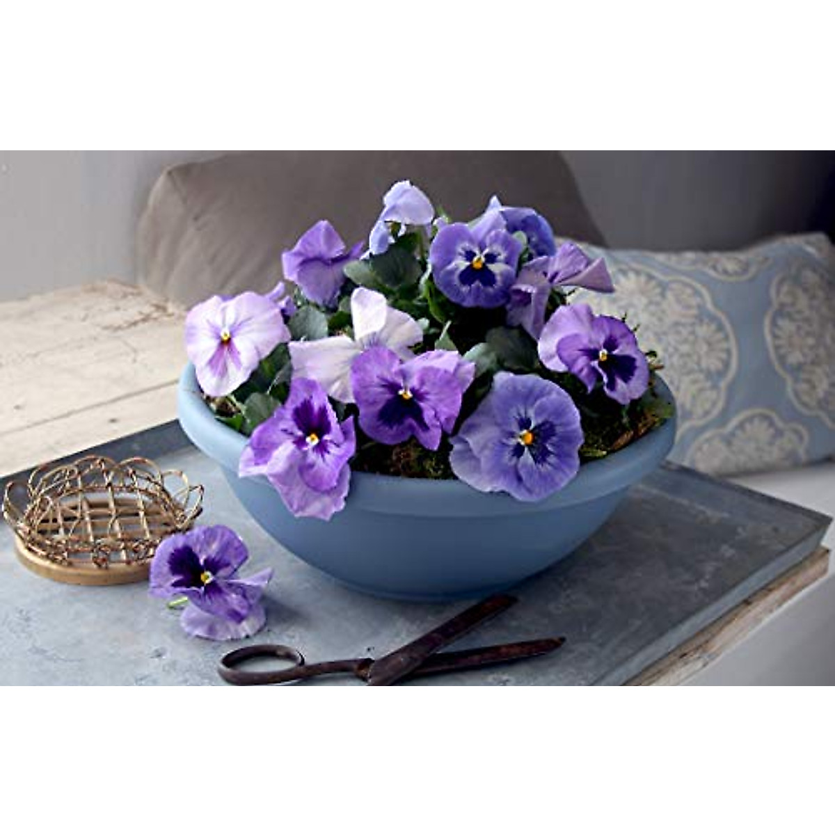 The HC Companies 12 Inch Garden Bowl Planter - Shallow Plant Pot with Drainage Plug for Indoor Outdoor Flowers, Herbs, Warm Gray