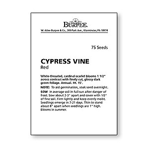 Burpee Red Cypress Vine Seeds 75 seeds